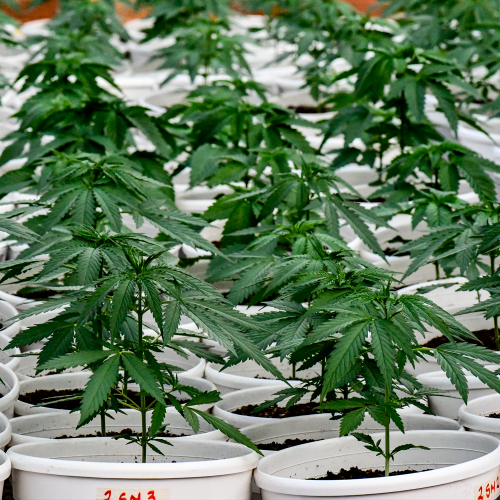 ROSA ANDINA | Breeders