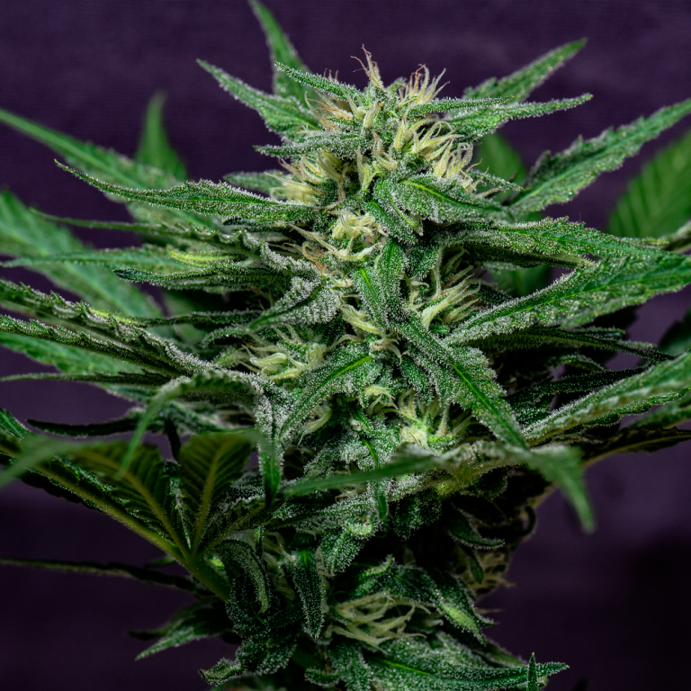 ROSA ANDINA | Breeders