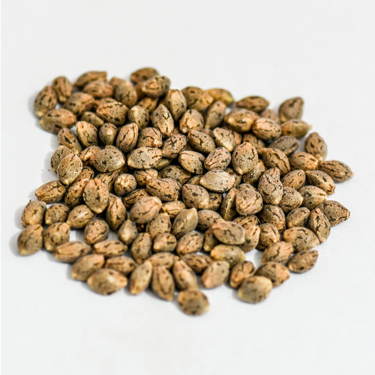 ROSA ANDINA | Breeders