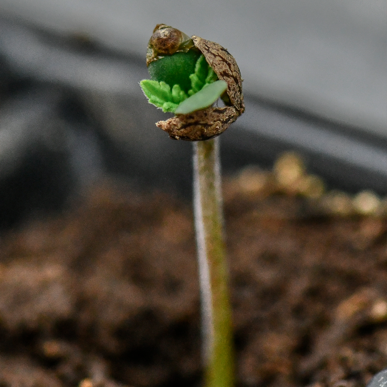 ROSA ANDINA | Breeders