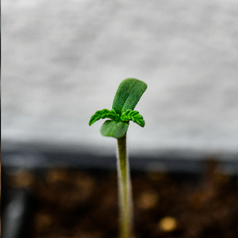 ROSA ANDINA | Breeders